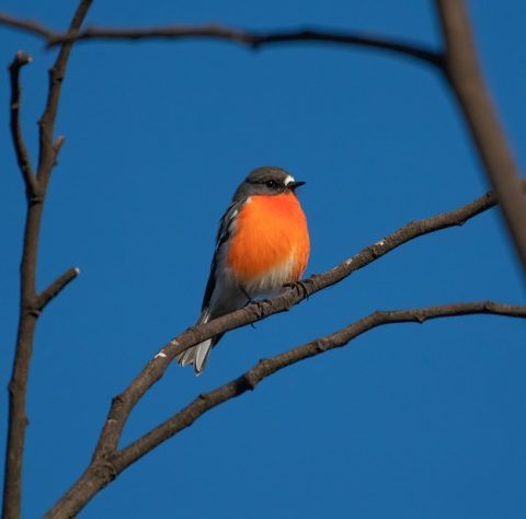 a sky high view…”Bird brain,” my poem | Richard Subber